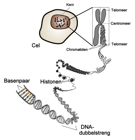 De vaak grillige wangslijmvliescellen bevatten een kern ( nucleus ),